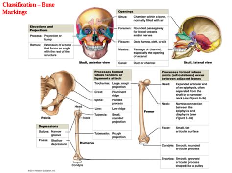Classification Of Bone Markings Diagram Pln 103 Classification