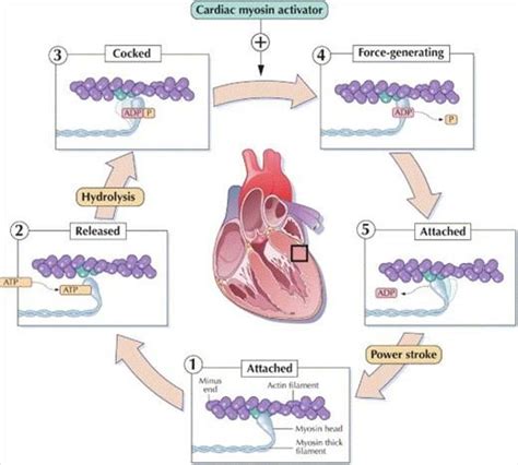 The Myosin Atpase Cycle Cardiac Myosin Activators Appear To Accelerate