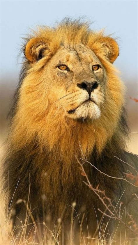 شیر جنگل ۲۰ تصویر زمینه جدید و زیبا Jungle Lion Wallpaper All In Bit