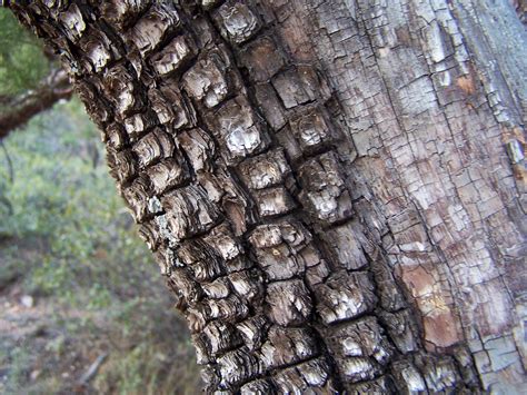 12 Species Of Juniper Trees And Shrubs