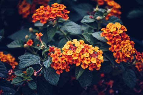10 Low Maintenance Perennial Flowers For Your Garden