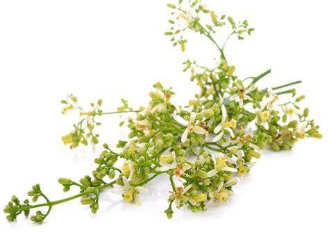 퀴닌 이미지 스톡 사진 및 일러스트 Istock