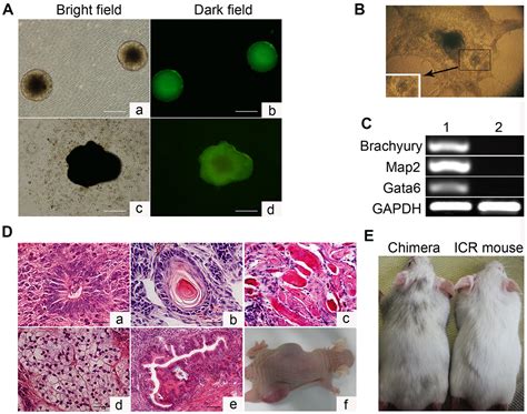 A Real Time Pluripotency Reporter For The Long Term And Real Time