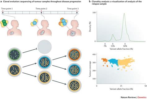 A Conceptual Example Of Clonal Evolution Model And Clonality Analyses Expanding The