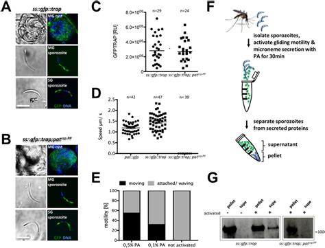 PAT Is Required For Microneme Secretion A Localization Of