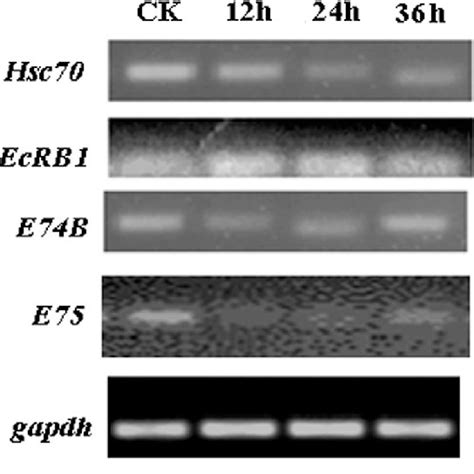 Subcellular Localization Of Hsp70 The Orf Of Hsp70 Was Cloned Into Download Scientific Diagram
