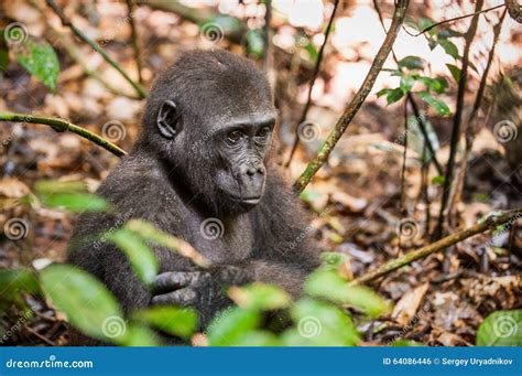 Laaglandgorilla In Wildernis De Kongo Portret Van Dichte Omhooggaand