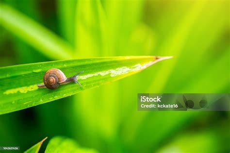 Tutup Siput Di Cuti Hijau Di Pagi Hari Tanda Siput Kelembaban Dan Hujan