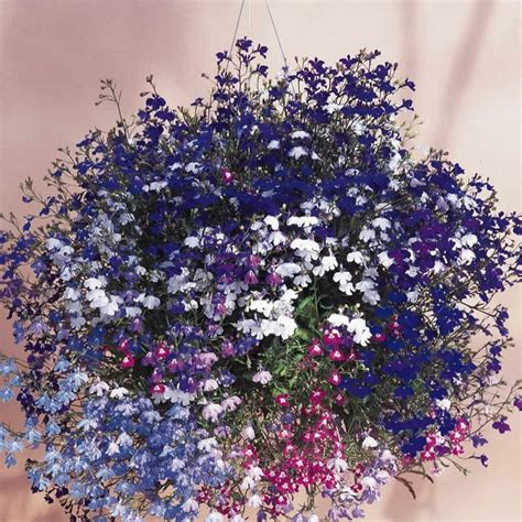 Lobelia Hanging Basket