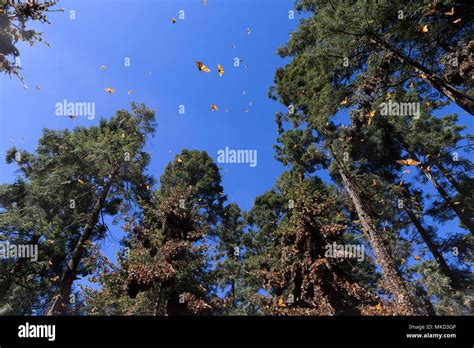 Monarch Butterfly Danaus Plexippus In Wintering From November To