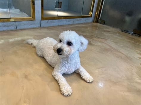 비숑프리제 달콤 프렌치불독크기 빠삐용크기 파피용크기 사모예드크기 스피츠크기 시바견크기 시베리안허스키크기 시츄크기 요크셔테리어크기