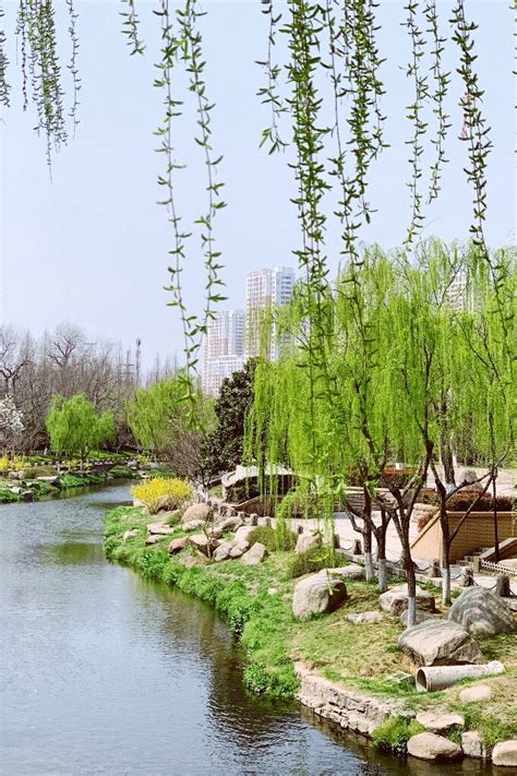 溪边柳树 溪边柳树简笔画 第3页 大山谷图库