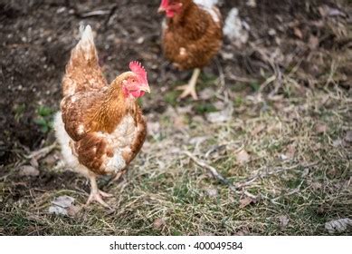 Hundred Red Sex Link Hen Royalty Free Images Stock Photos Pictures Shutterstock