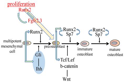 Regulation Of Proliferation Differentiation And Functions Of Osteoblasts By Runx2