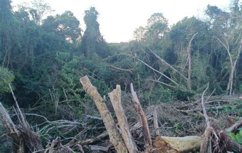 Batalhão Ambiental Da Brigada Militar Flagra Destruição De Vegetação