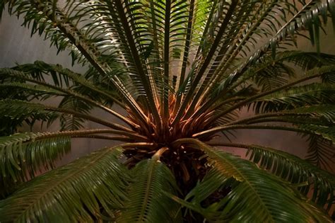 Premium Photo Sago Palm Close Up Tropical Background With Palm