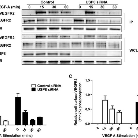Usp8 Depletion Inhibits Vegf A Stimulated Vegfr2 Signal Transduction