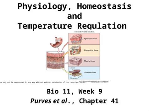Ppt Physiology Homeostasis And Temperature Regulation Bio Week