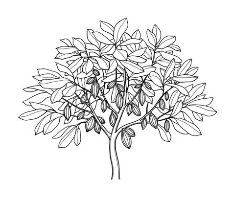 Premium Vector Cocoa Tree Ink Sketch