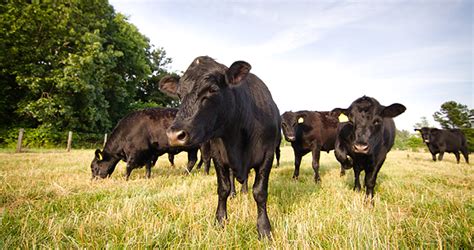 Cattle