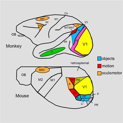 The Visual Areas Of The Neocortex Of The Macaque Monkey And The Mouse Download Scientific