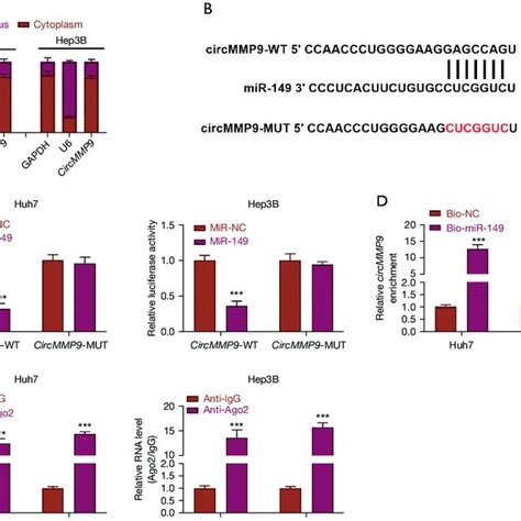 Knockdown Of Circmmp9 Suppressed Hcc Cell Proliferation Induced Cell