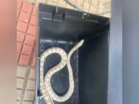 Polícia Civil Apreende Cobra E Prende Casal Por Tráfico Receptação E