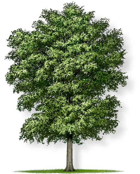 Sugar Hackberry Tree Montgomery