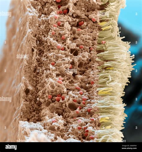 Retina Coloured Scanning Electron Micrograph Sem Of A Section