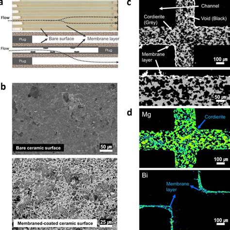 Ccf Coated By Inorganic Membranes A Inner Channels Of Cf And