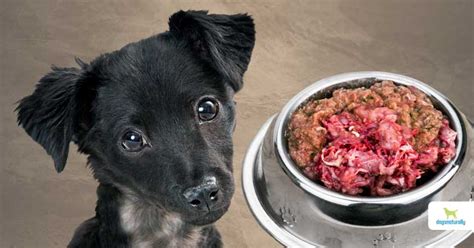 Can Dog Eat Raw Steak