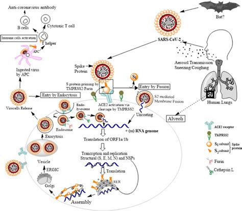 Schematic Diagram Depicting The Cellular Entry And Replication