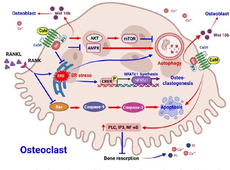 Figure 1 From Role Of Calcimimetics In Treating Bone And Mineral