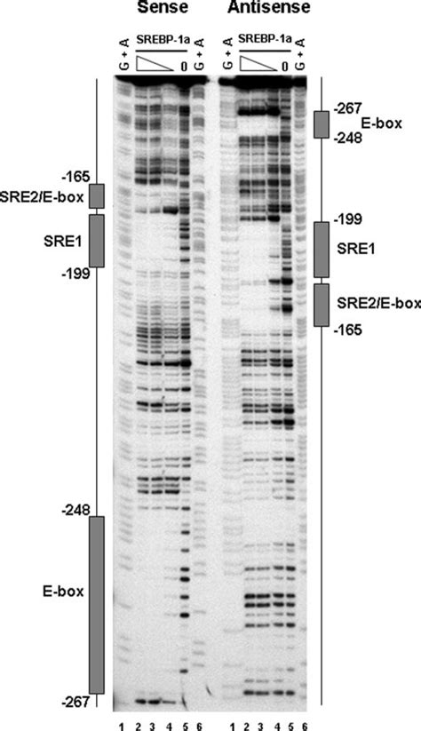 Determination Of The Srebp 1 Binding Sites In The Hshp Promoter By Download Scientific Diagram