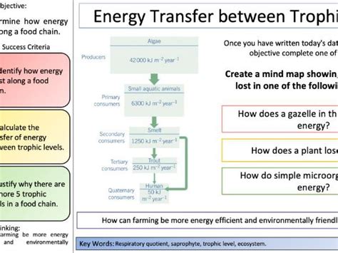 Energy Transfer Between Trophic Levels Oxford Aqa A Level Biology Teaching Resources