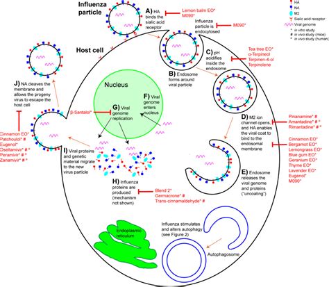 Influenza Virus Life Cycle