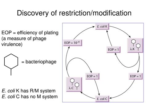 Ppt Enzymes For Manipulating Dna Powerpoint Presentation Free