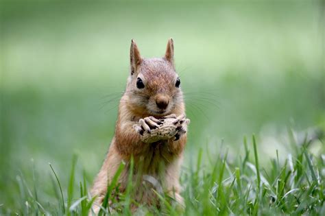 Instagram Star Peanut The Squirrel Seized By New York Environmental