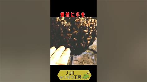 ニホンミツバチの蜂球に手を突っ込んでみた【3月8日はミツバチの日】shorts Youtube