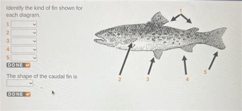 Answered Identify The Kind Of Fin Shown For Each… Bartleby