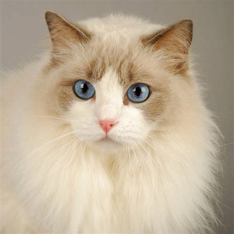 Ragdoll origen tipos carácter y cuidados