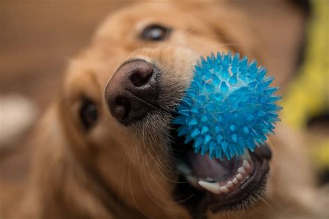 2 Easy Workouts For Better Dog Fitness Petfitness Exercise Nutrition