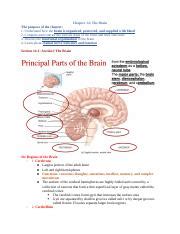 Understanding The Brain Organization And Functions Course Hero