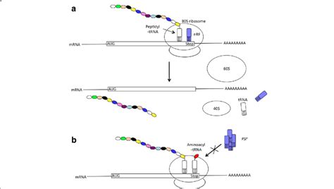 Decrease In Translation Termination Efficiency By The ψ Psi Factor A