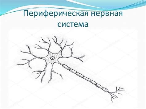 Нервная система Центральная нервная система ЦНС презентация онлайн