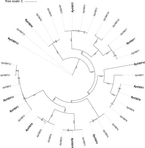Maximum Likelihood Phylogenetic Tree Of Odorant Binding Proteins