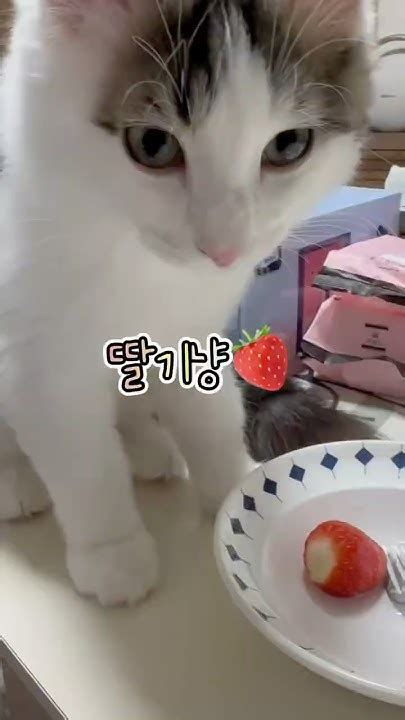 딸기냥🍓 딸기 딸기체험 딸기먹방 고양이먹방 고양이일상 고양이영상 고양이브이로그 배고파 밥줘 성장일기 아기고양이키우기 아기고양이브이로그 먼치킨 랙돌