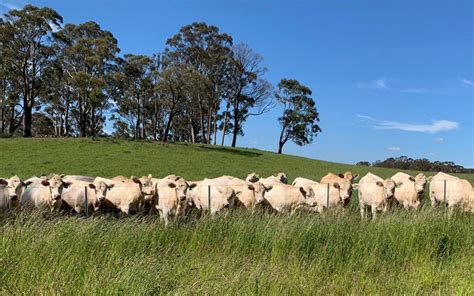 Ben Lomond Aggregation Palgrove