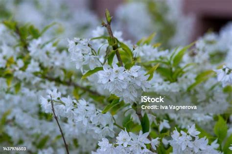 Deutzia Gracilis 던컨 샤도 네 진주 흰색 꽃 관목 꽃에 아름다운 장식 꽃 0명에 대한 스톡 사진 및 기타 이미지
