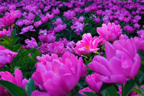 Chinese Herbaceous Peony Stock Image Image Of Chinese 318050759